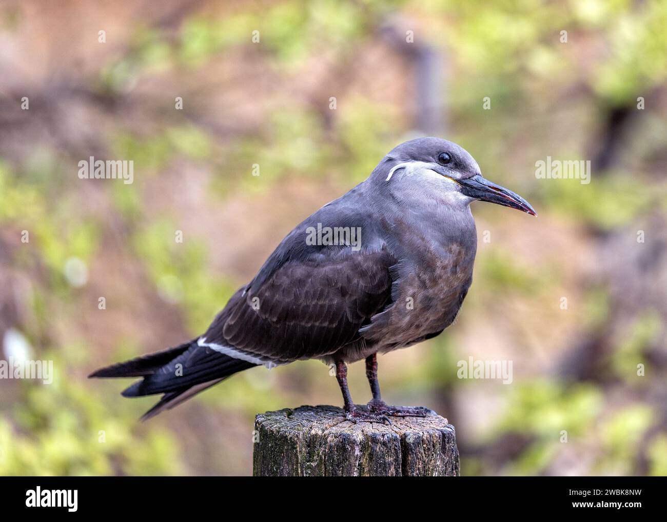 The female Inca Tern, distinguished by her subtle plumage, graces ...