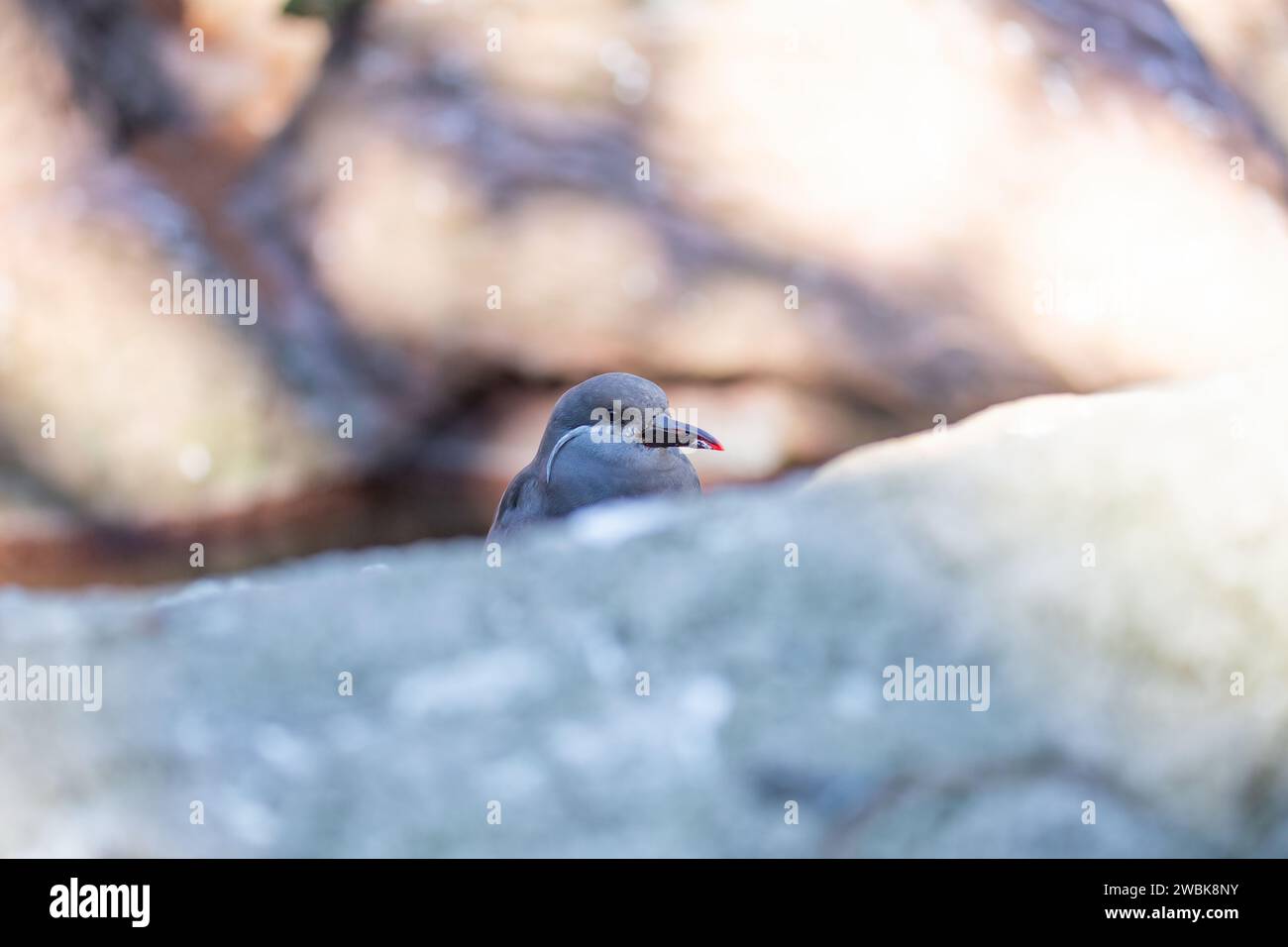 The female Inca Tern, distinguished by her subtle plumage, graces ...