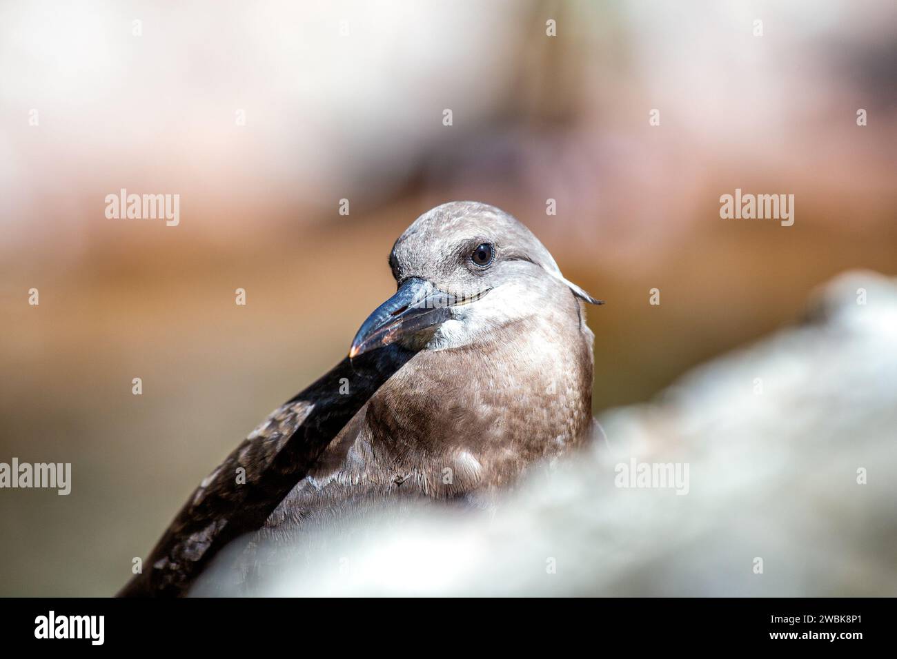 The female Inca Tern, distinguished by her subtle plumage, graces ...