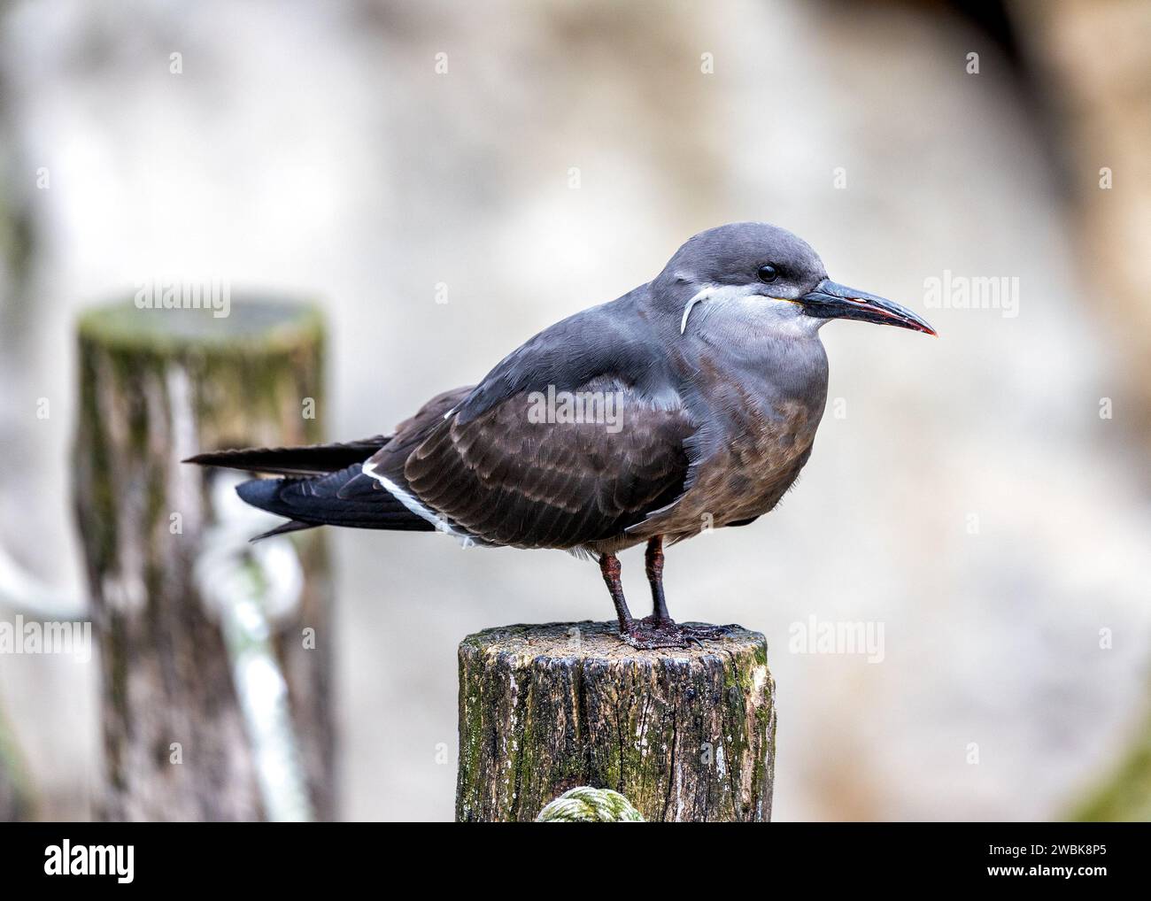 The female Inca Tern, distinguished by her subtle plumage, graces ...