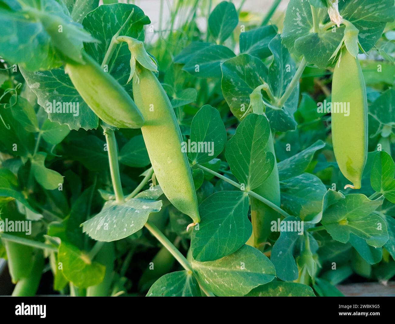 Garden pods hi-res stock photography and images - Alamy