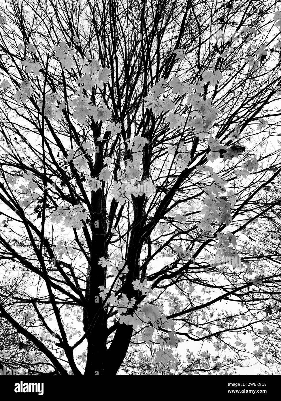 Maple branches leaves in Black and White Stock Photos & Images - Alamy