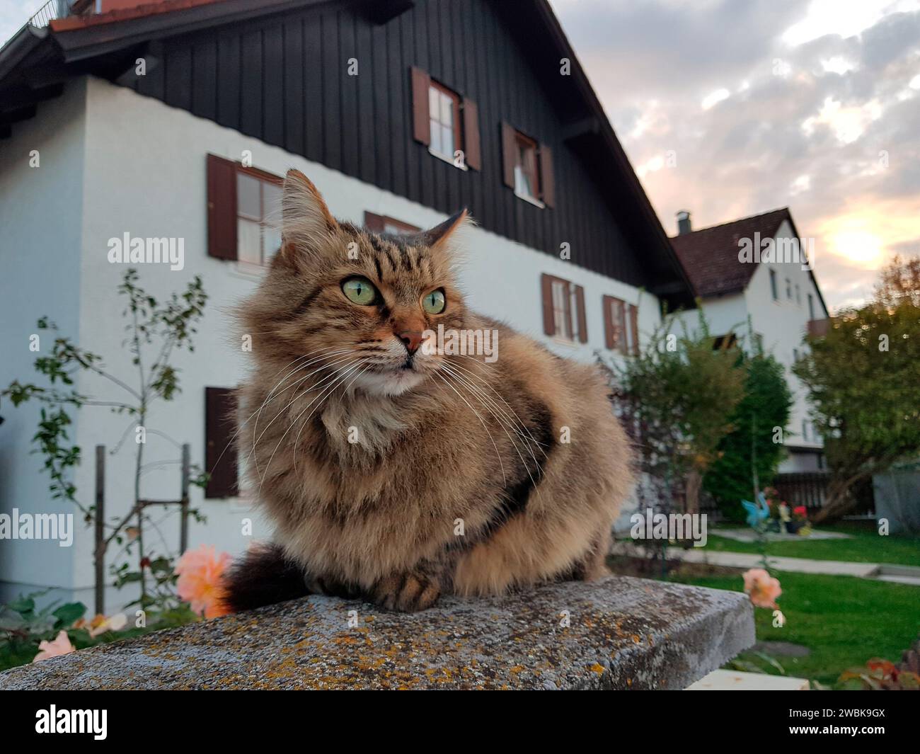 Cat sitting on a concrete pillar Stock Photo - Alamy