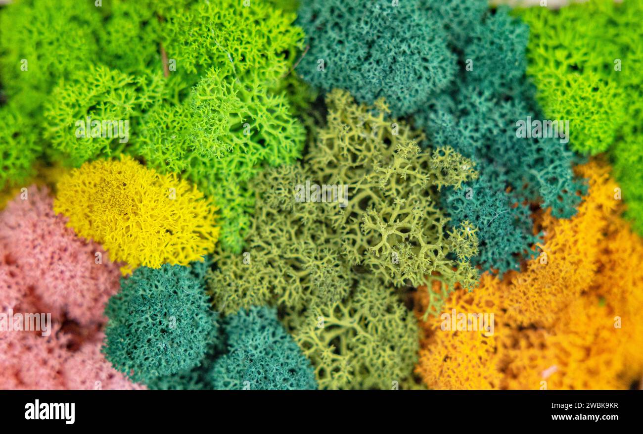 Lichen colours hi-res stock photography and images - Alamy