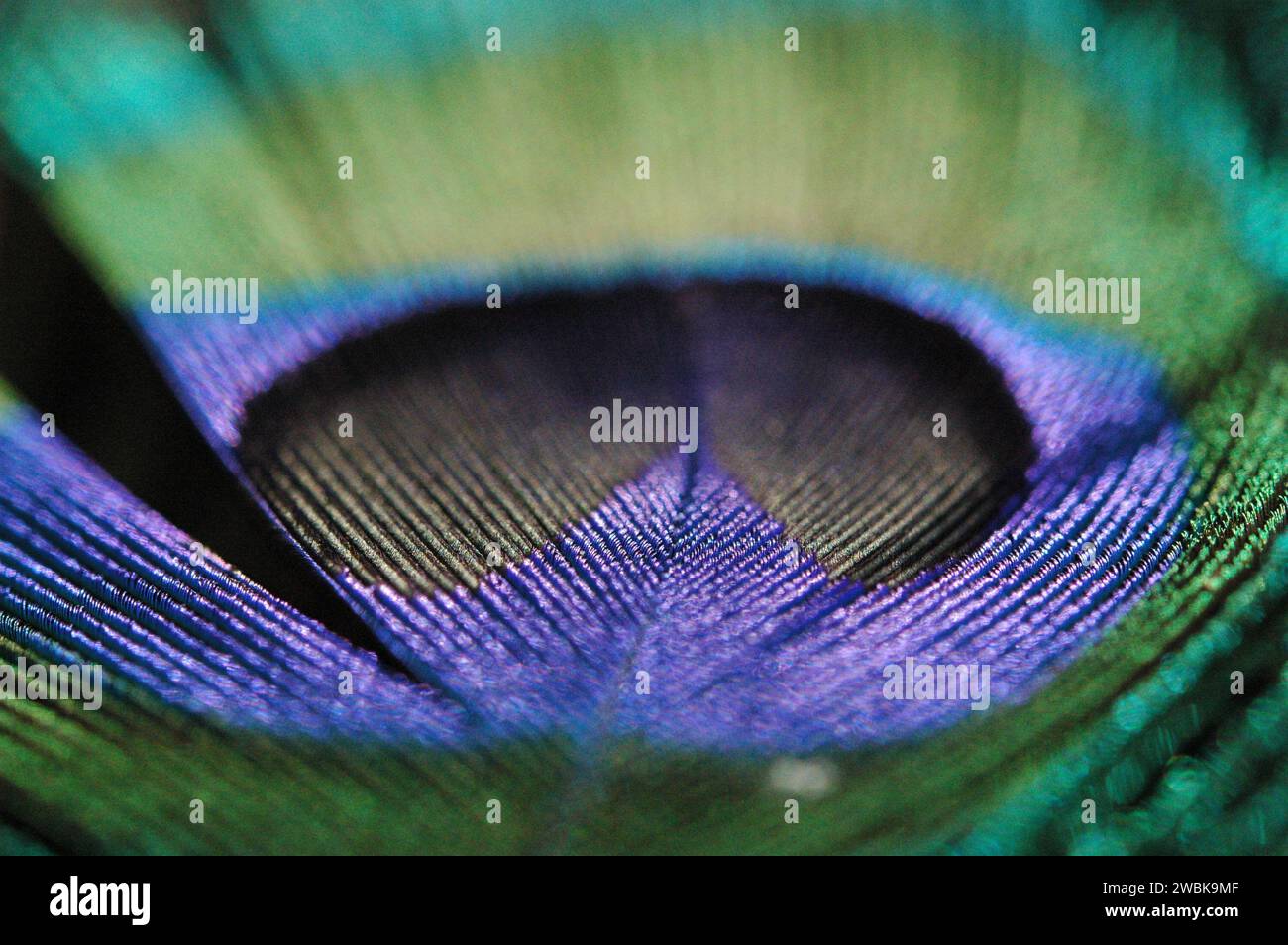 Close up peacock feather hi-res stock photography and images - Alamy