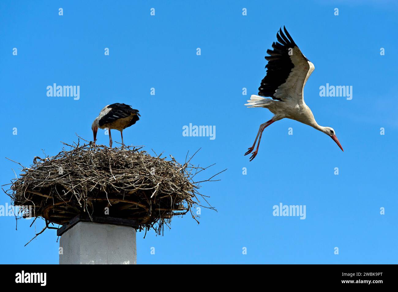 Brood care of white storks (Ciconia ciconia), adult bird flies away ...