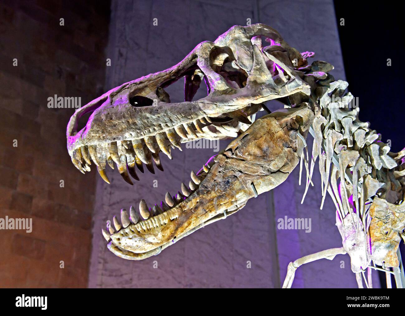 Head of a Tarbosaurus bataar dinosaur, Mongolian Central Museum of ...