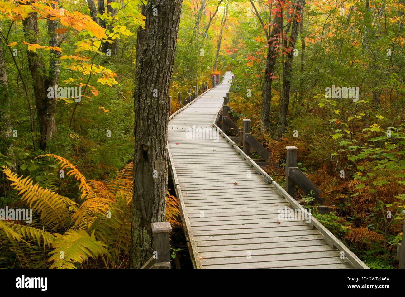 Orono Bog Boardwalk, Bangor, Maine Stock Photo - Alamy