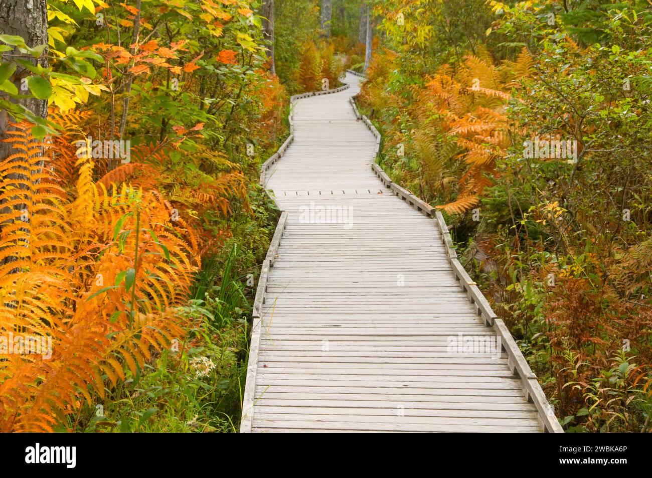 Orono Bog Boardwalk, Bangor, Maine Stock Photo - Alamy