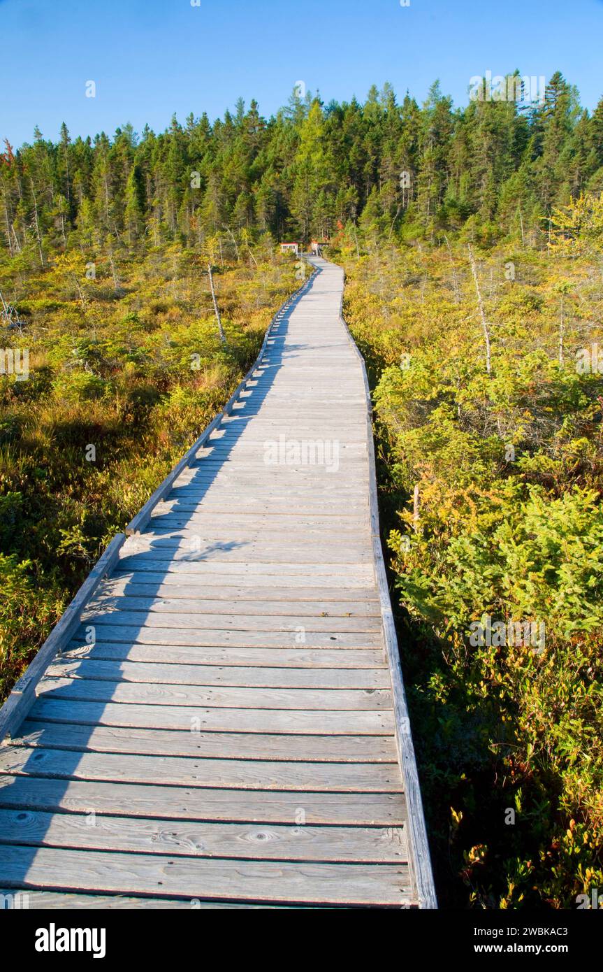 Orono Bog Boardwalk, Bangor, Maine Stock Photo - Alamy