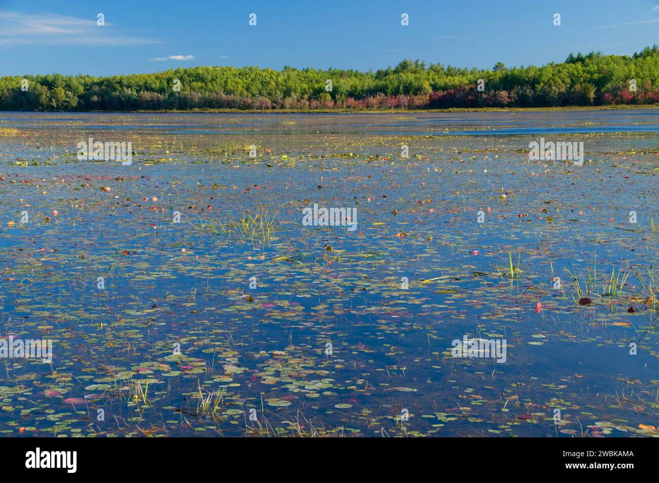 River Pond, Piscataquis County, Maine Stock Photo - Alamy