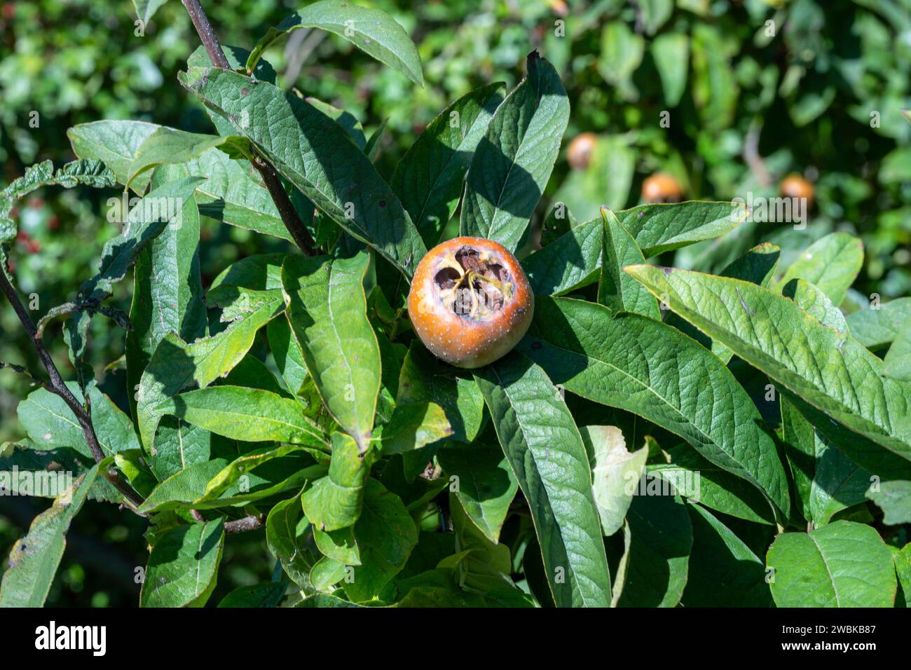 Mespilus germanicus hi-res stock photography and images - Alamy
