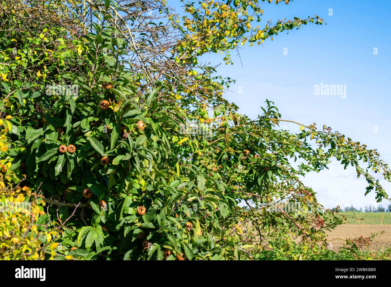Mespilus germanicus hi-res stock photography and images - Alamy