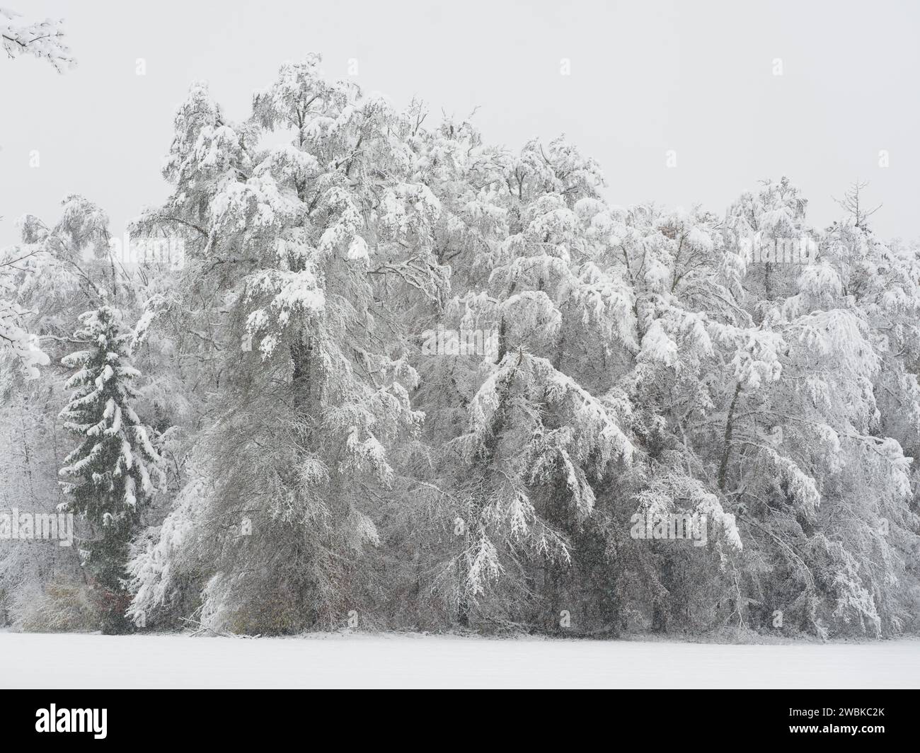 Winter landscape in a snow flurry Stock Photo - Alamy