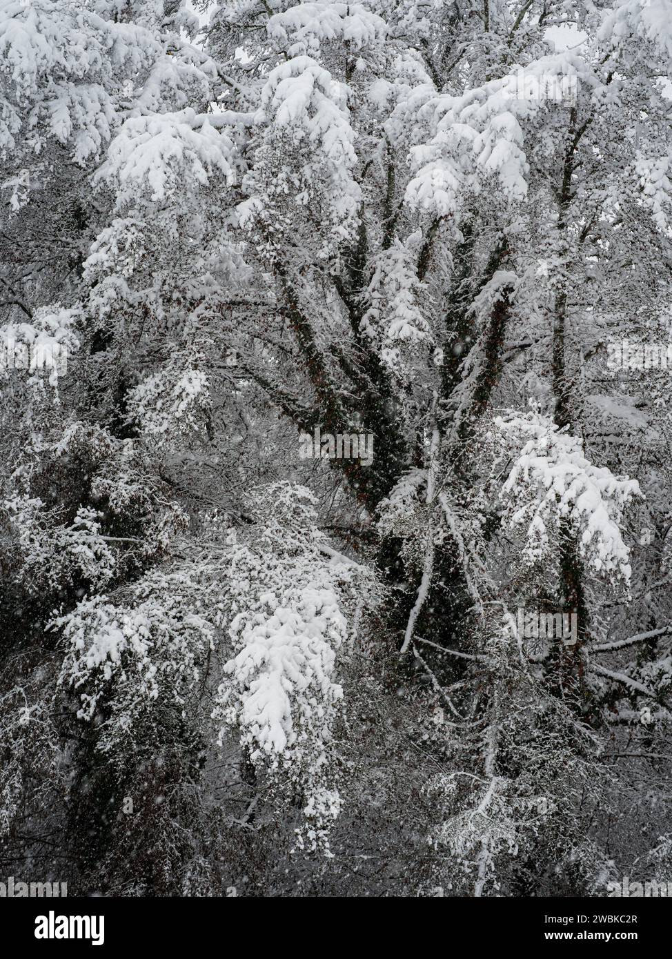 Winter landscape in a snow flurry Stock Photo - Alamy