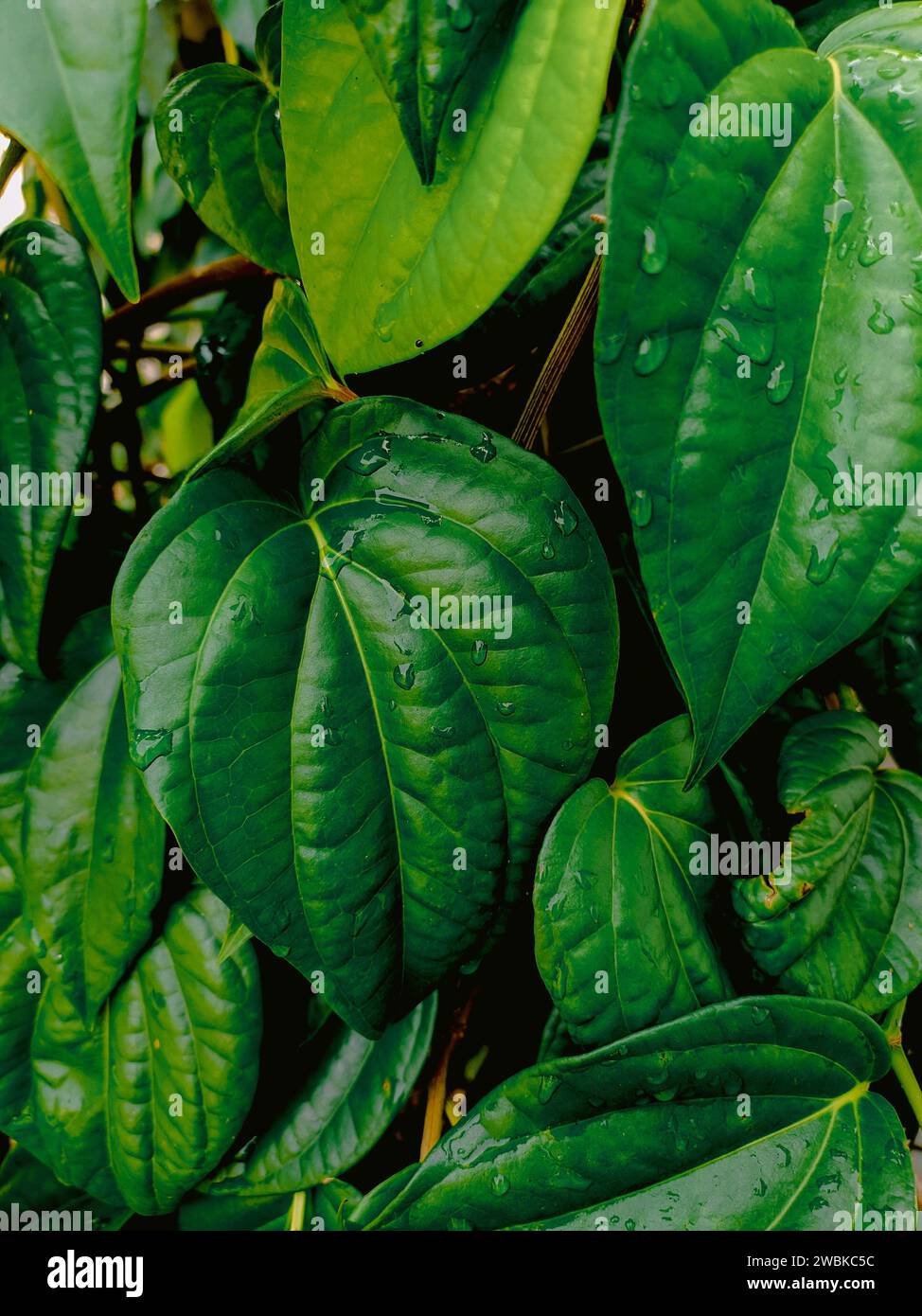 Betel leaf - Close up detail of betel leaf in green garden. betel plant ...