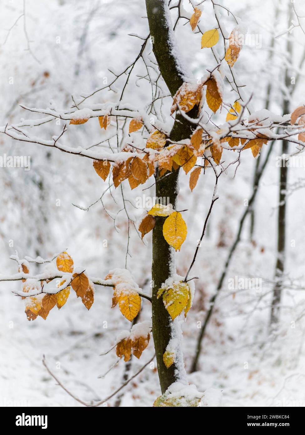 Snow covered leaves hi-res stock photography and images - Alamy