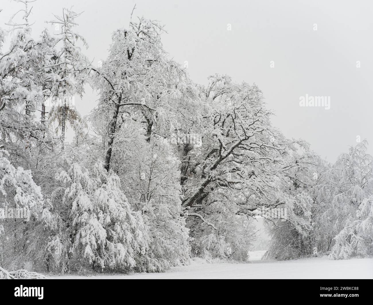 Winter landscape in a snow flurry Stock Photo - Alamy