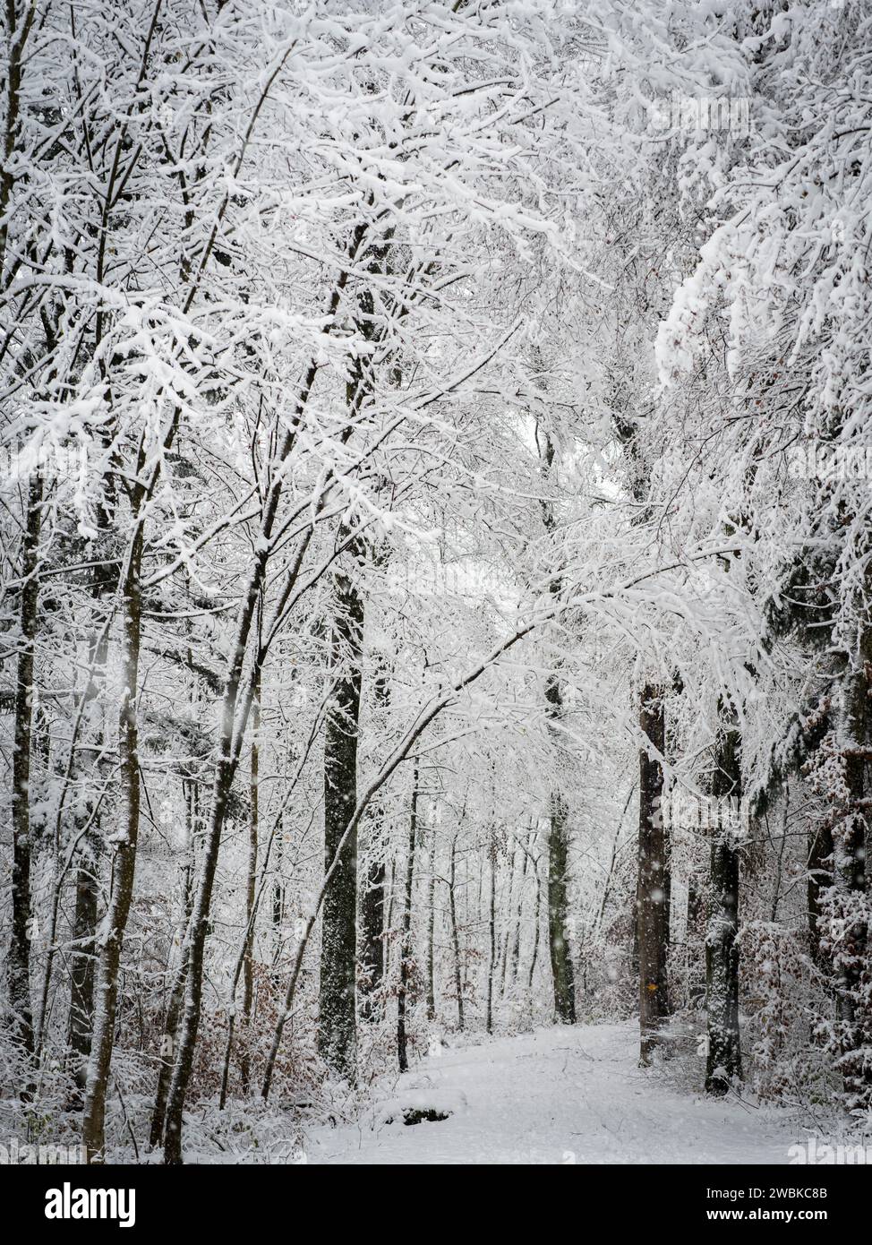 Winter landscape in a snow flurry Stock Photo - Alamy