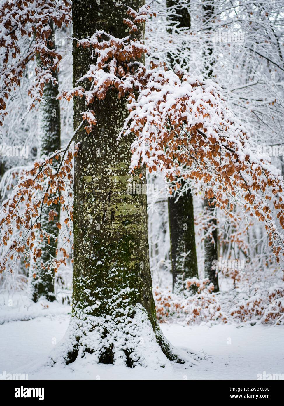 Winter landscape detail with snow-covered fall foliage Stock Photo - Alamy