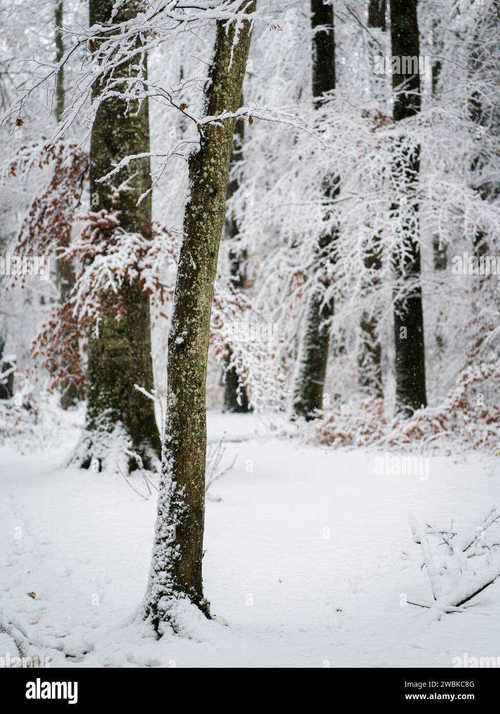 Tree with snow covered fall leaves hi-res stock photography and images ...