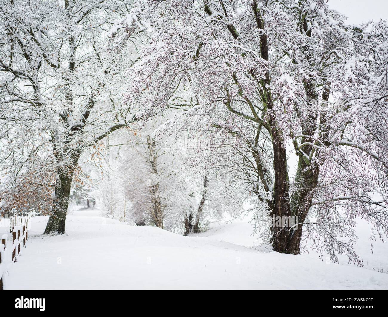 Snow covered road lined trees hi-res stock photography and images - Alamy