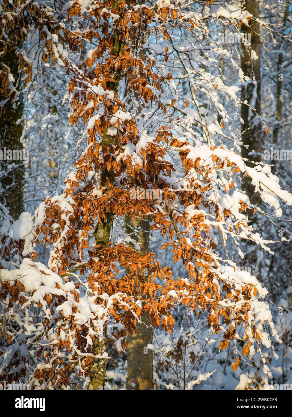 Tree with snow covered fall leaves hi-res stock photography and images ...