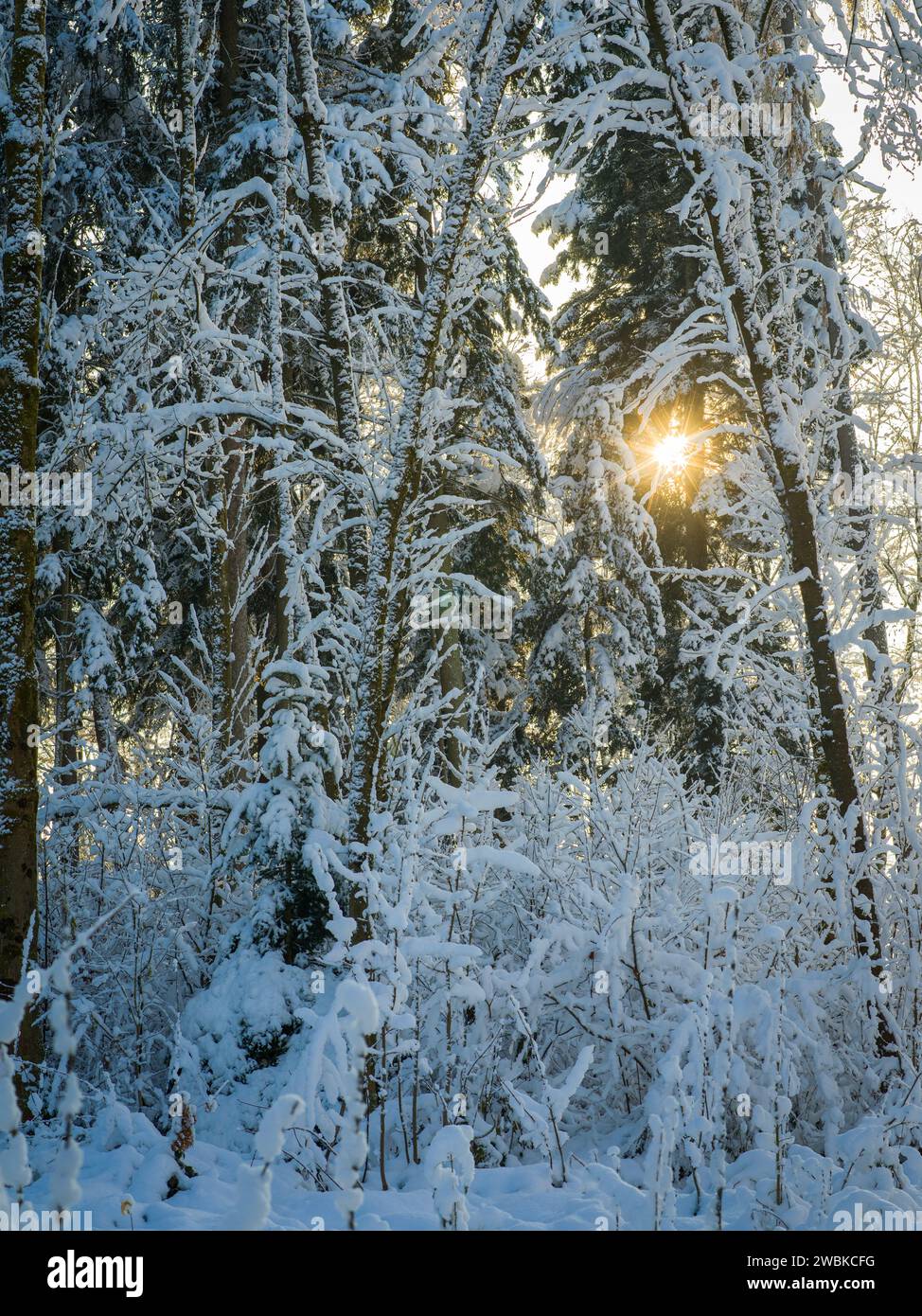 Winter landscape against the light Stock Photo - Alamy