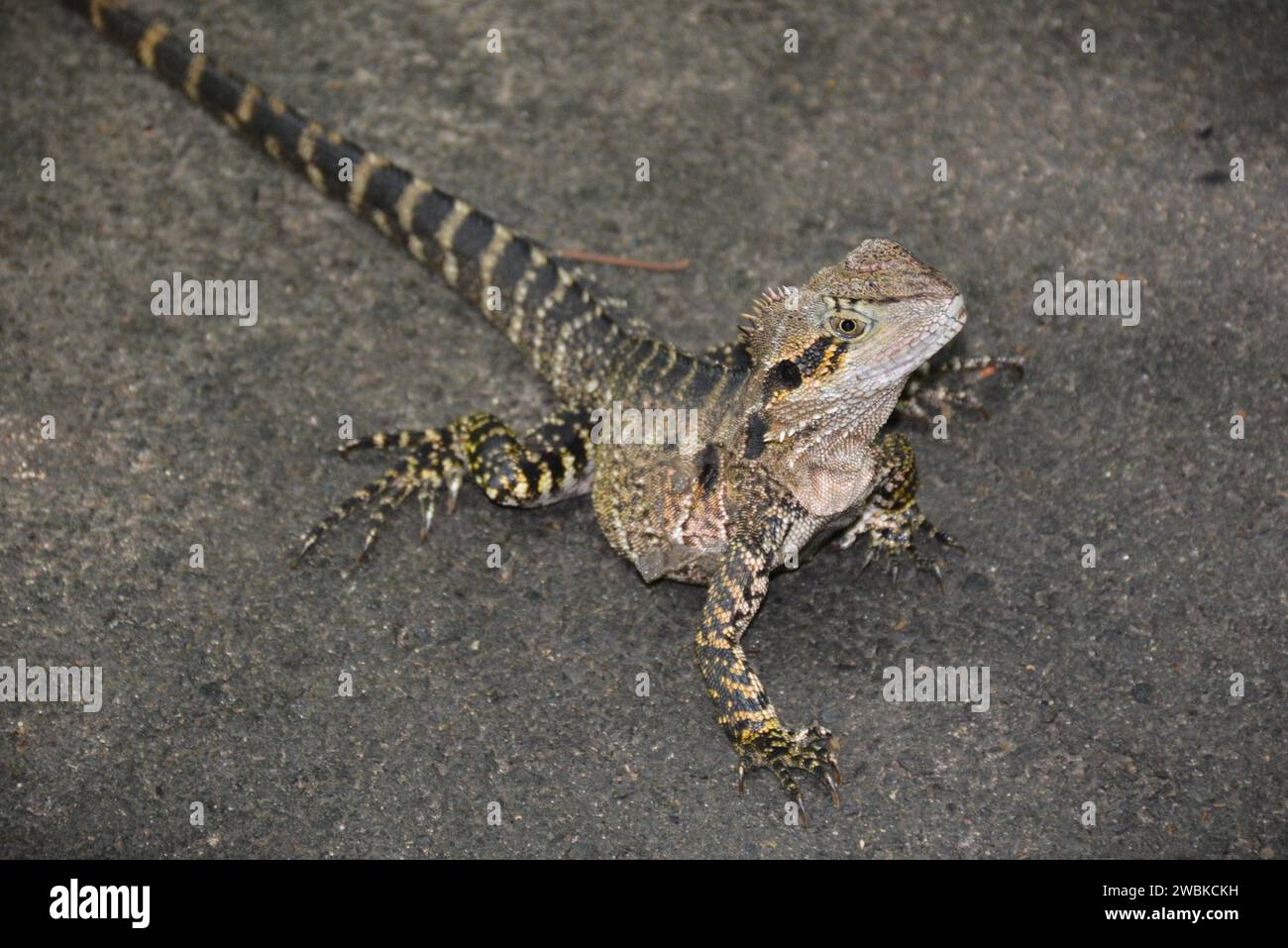 Lonepine hi-res stock photography and images - Alamy