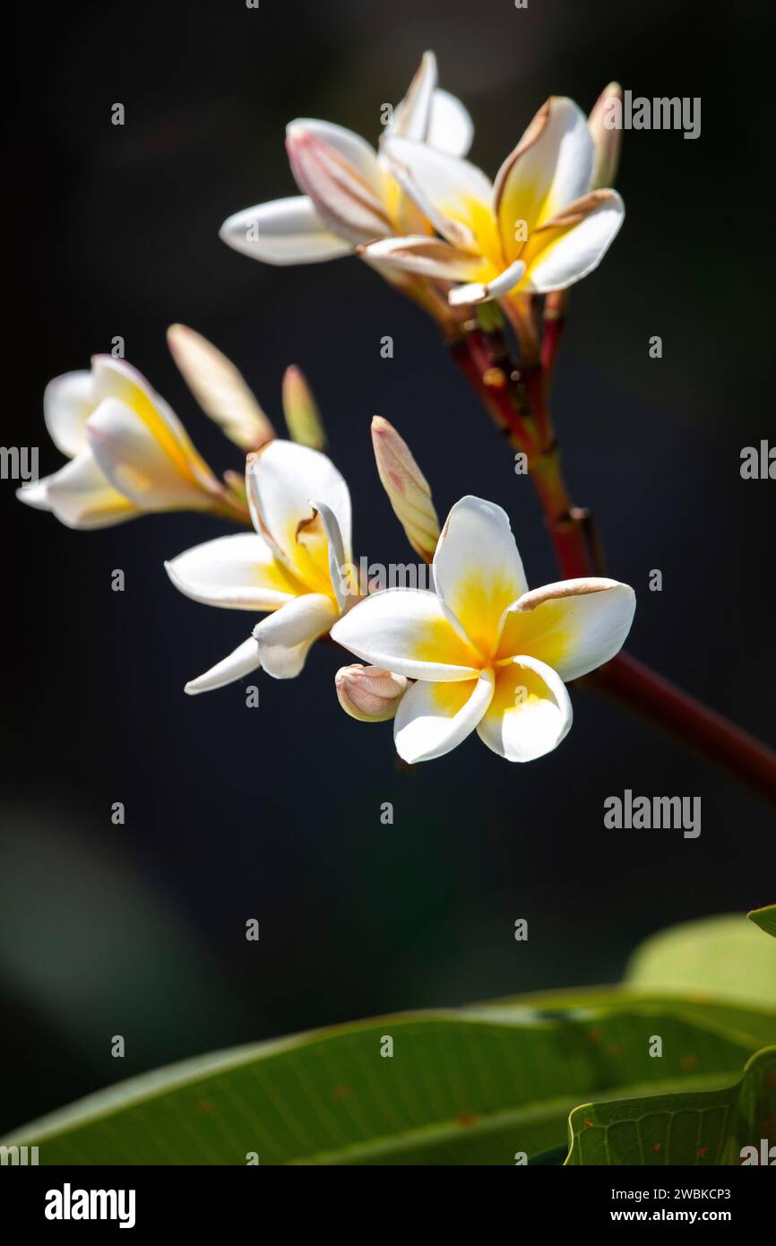 Bali flowers plumeria flowers bali hi-res stock photography and images ...