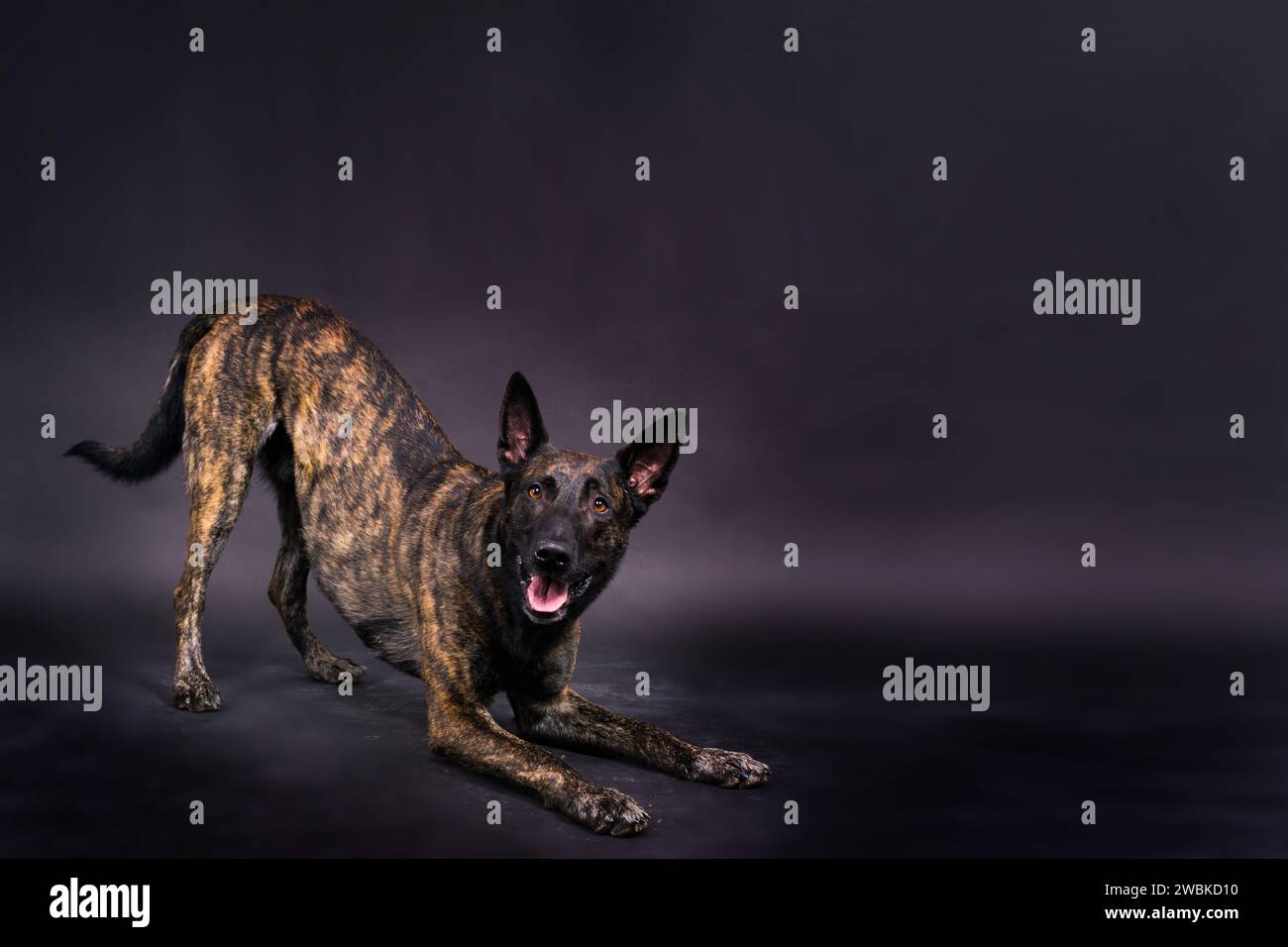 Dutch shepherd dog sitting isolated on a dark yellow red background ...