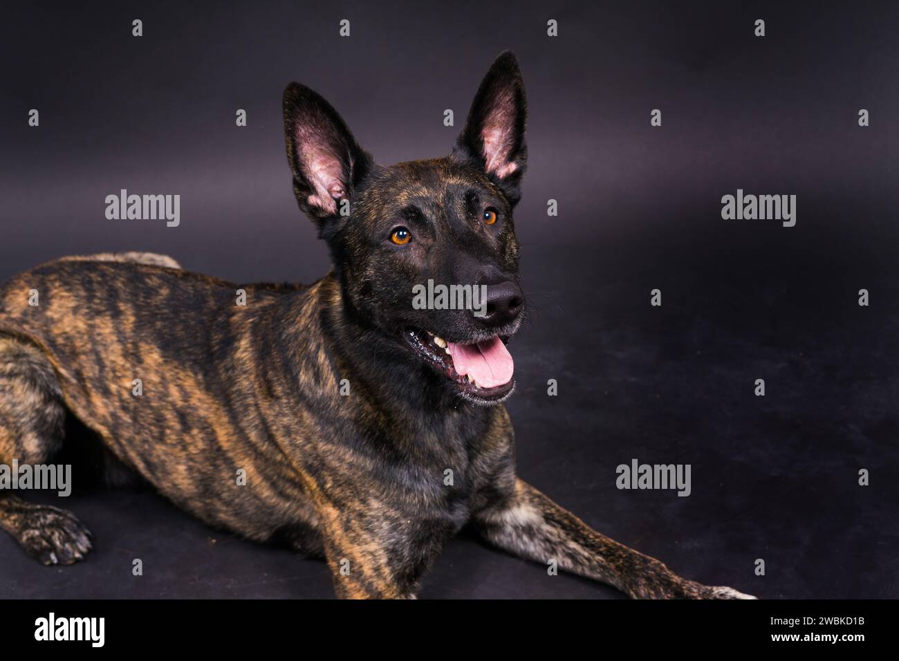 Dutch shepherd dog sitting isolated on a dark yellow red background ...