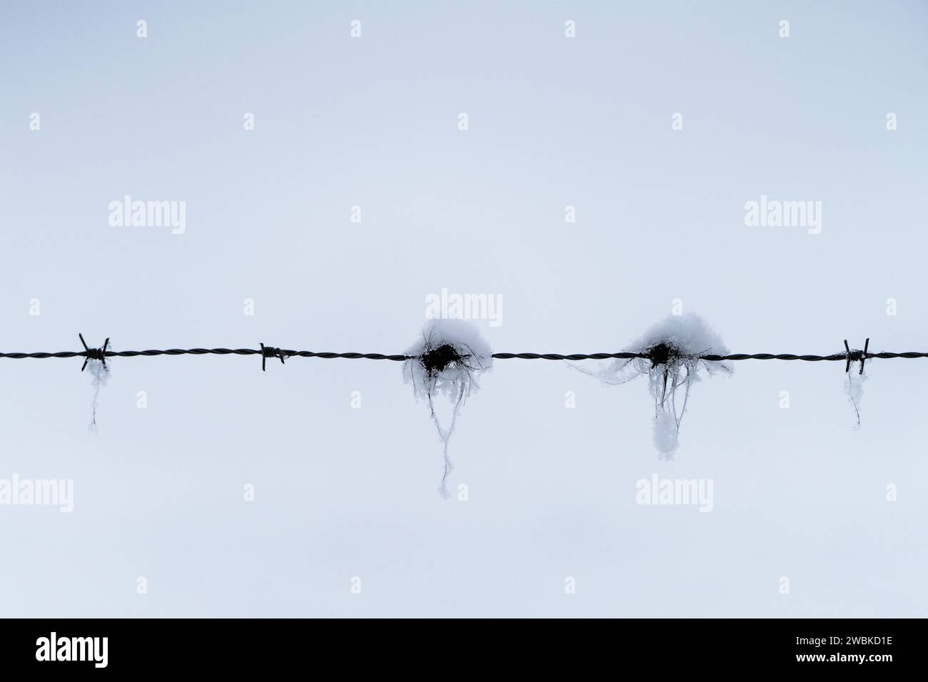 Frozen ice crystals hanging from a barbed wire fence, wintry atmosphere ...