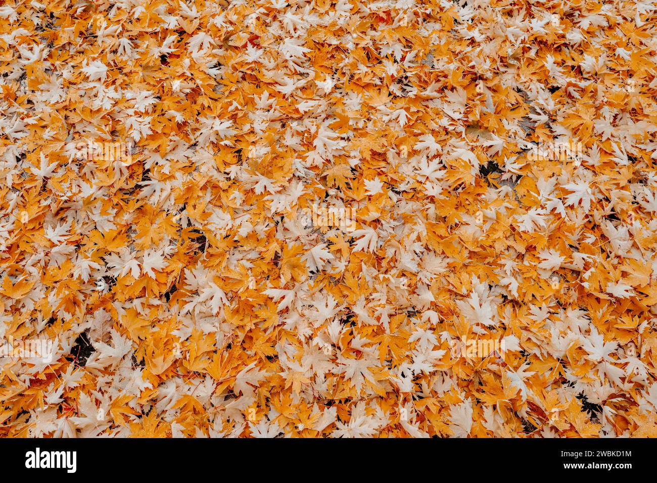 Orange leaves on the ground, bird's eye view, autumnal mood Stock Photo ...