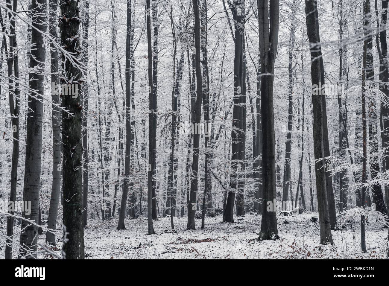 The first snow in the forest, snow-covered narrow trees and branches ...