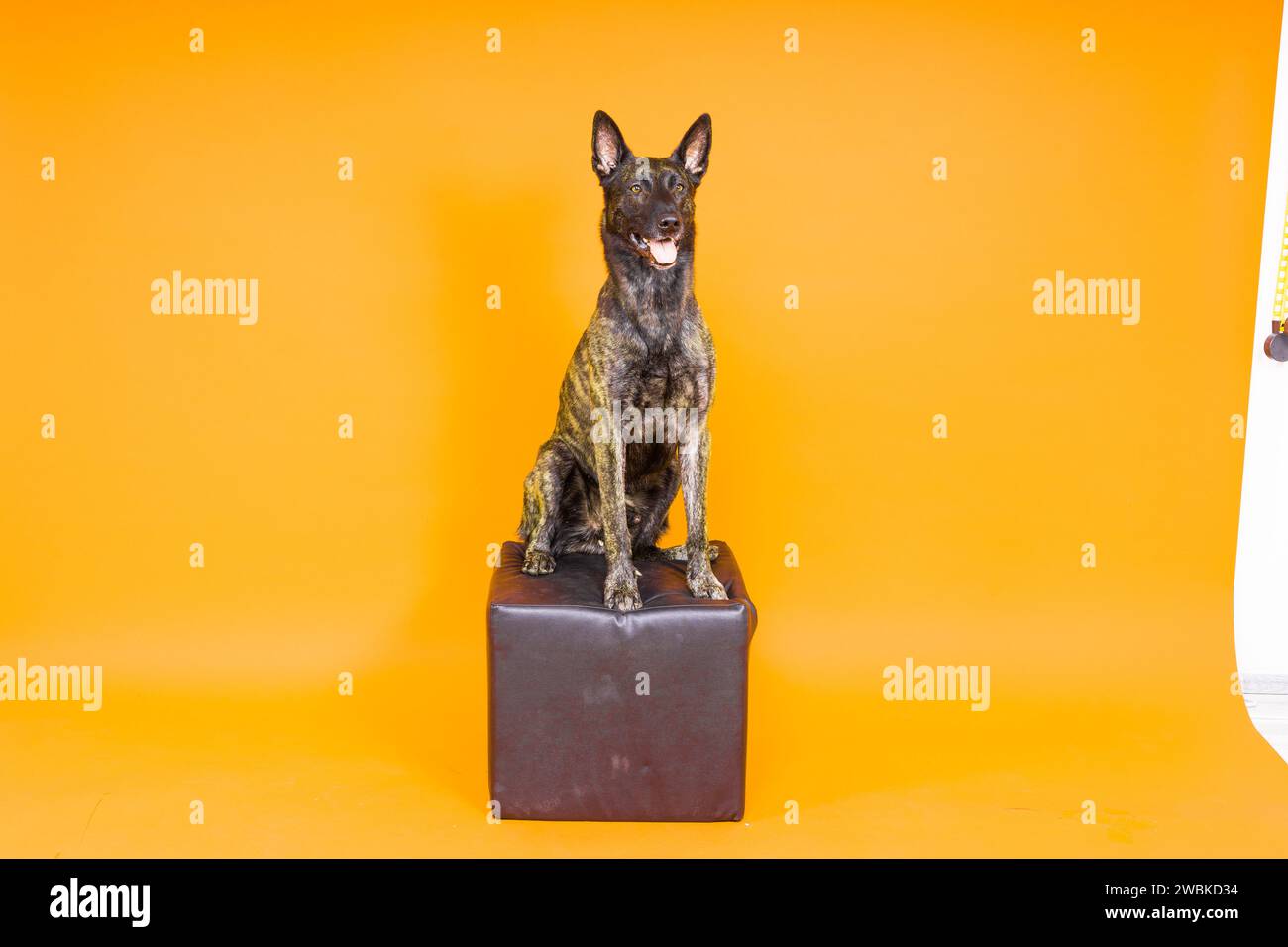 Dark dutch shepherd hi-res stock photography and images - Alamy