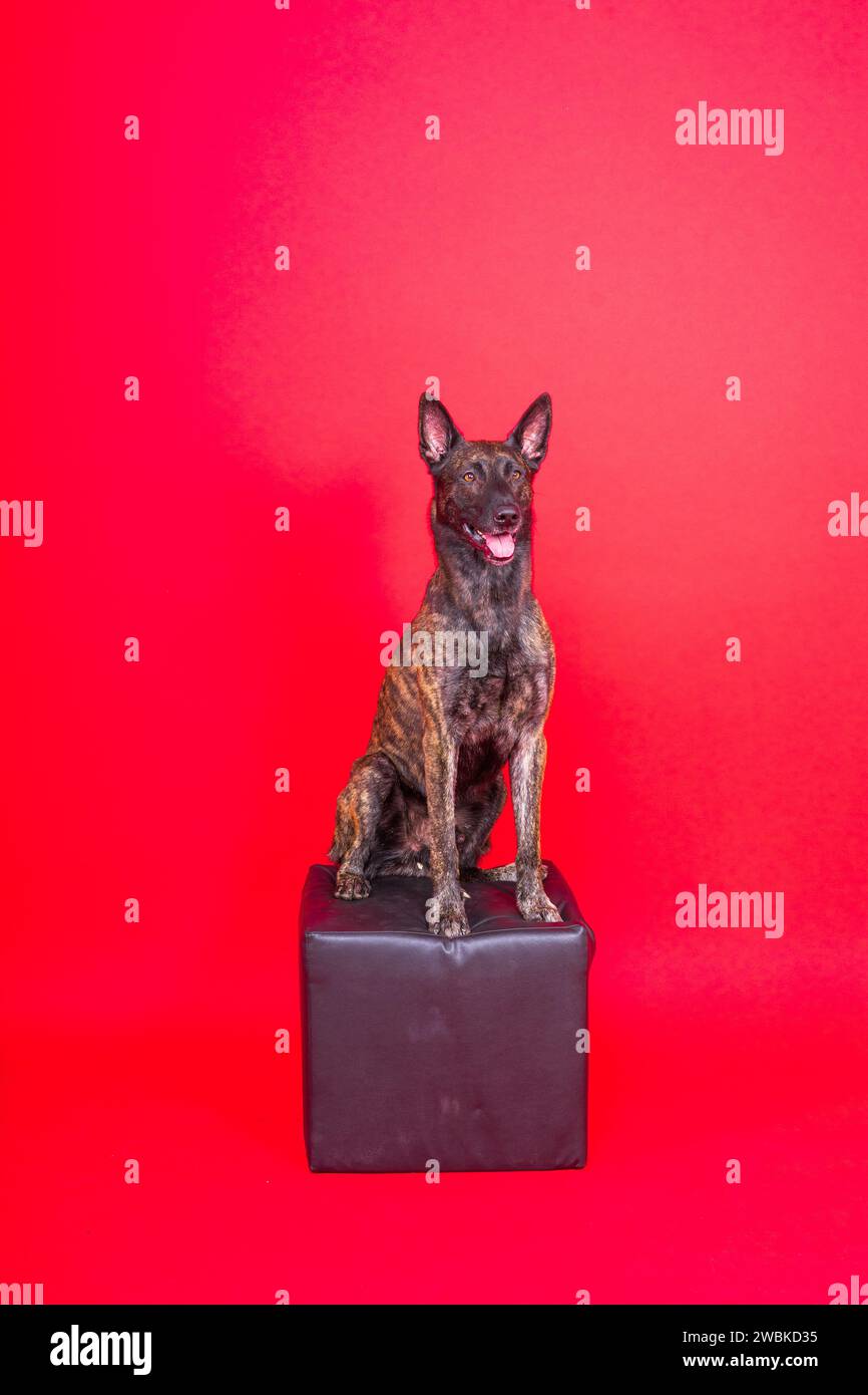 Dutch shepherd dog sitting isolated on a dark yellow red background ...