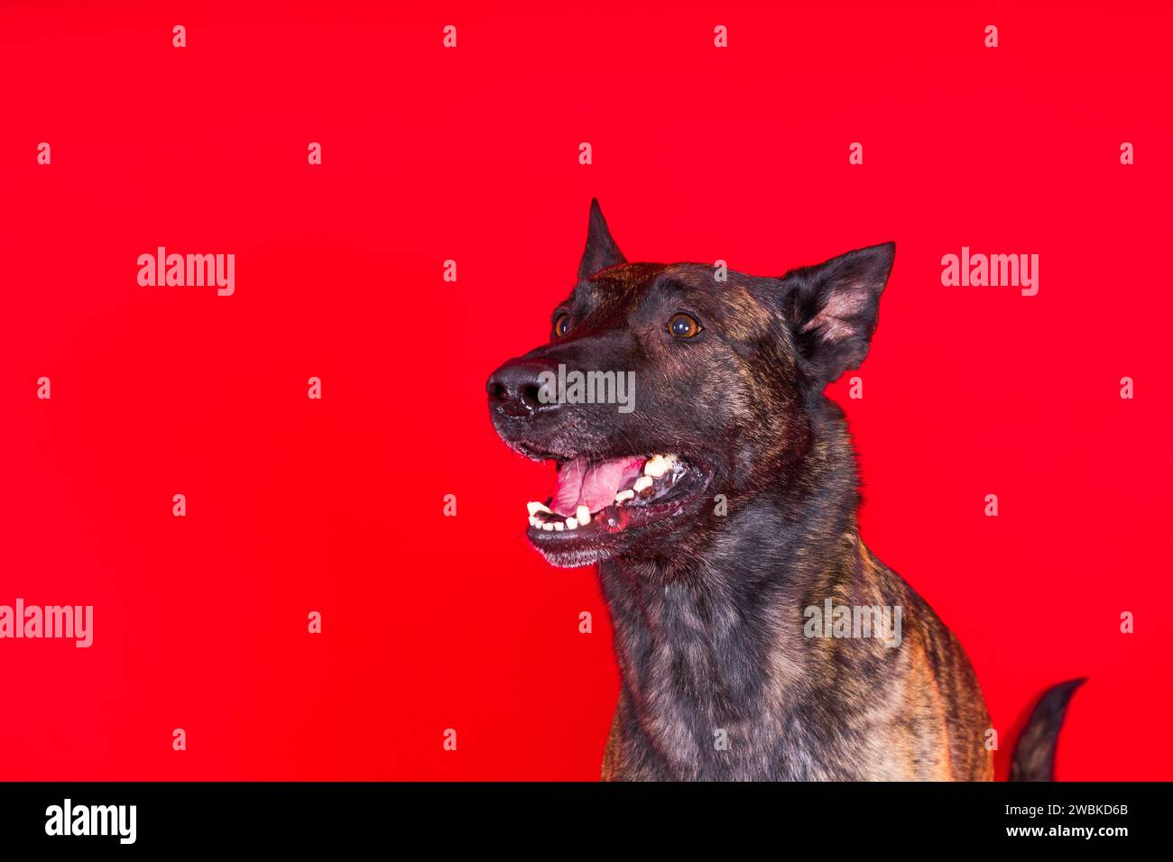 Dutch shepherd dog sitting isolated on a dark yellow red background ...