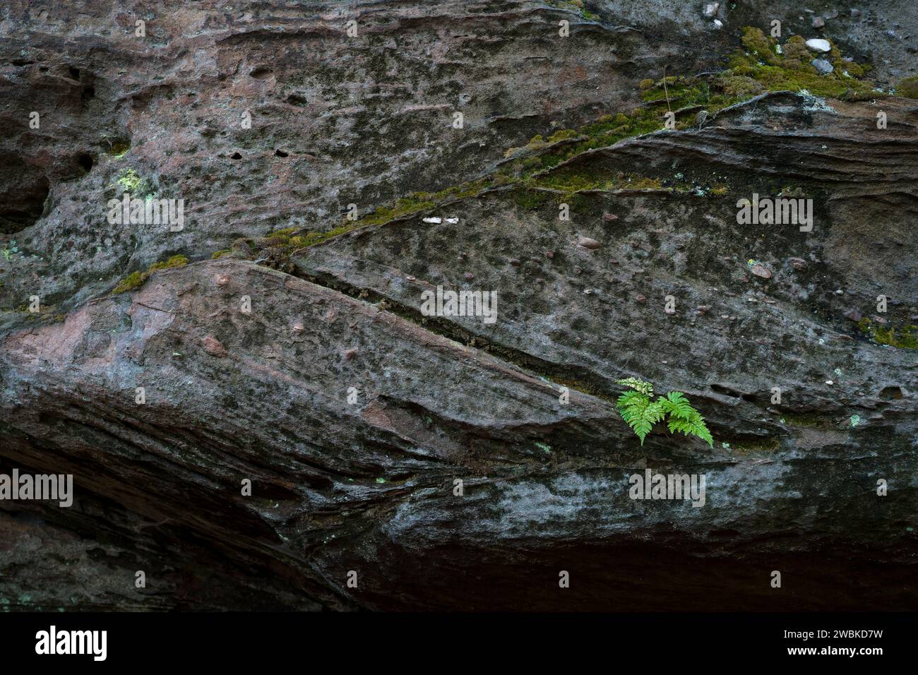 a small fern plant growing out of a crevice in the sandstone ...