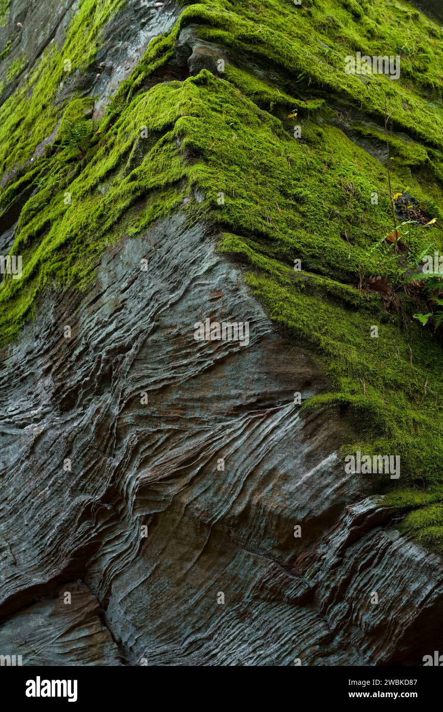 Sandstone rocks covered with dense moss and lichen, Palatinate Forest ...