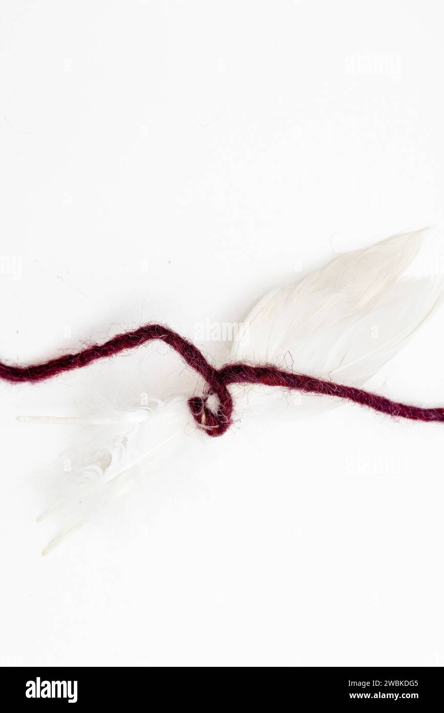 White feather hi-res stock photography and images - Alamy
