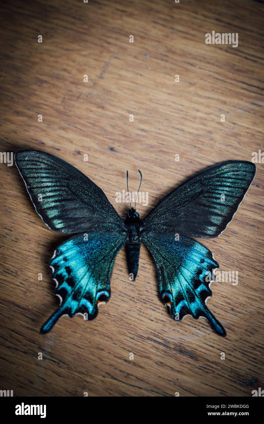 Turquoise blue butterfly hi-res stock photography and images - Alamy