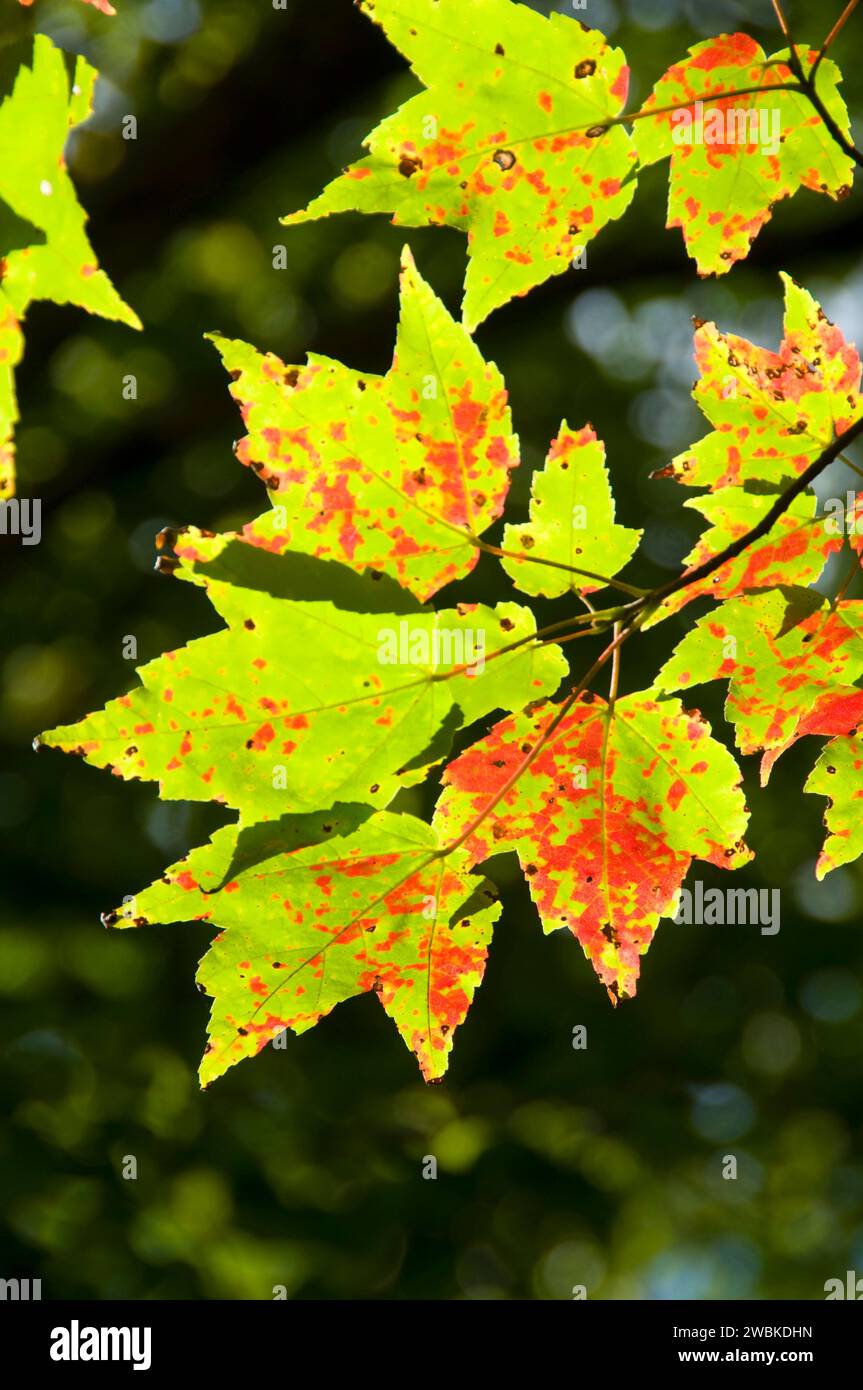 Autumn maple leaf limb, Acadia National Park, Maine Stock Photo - Alamy