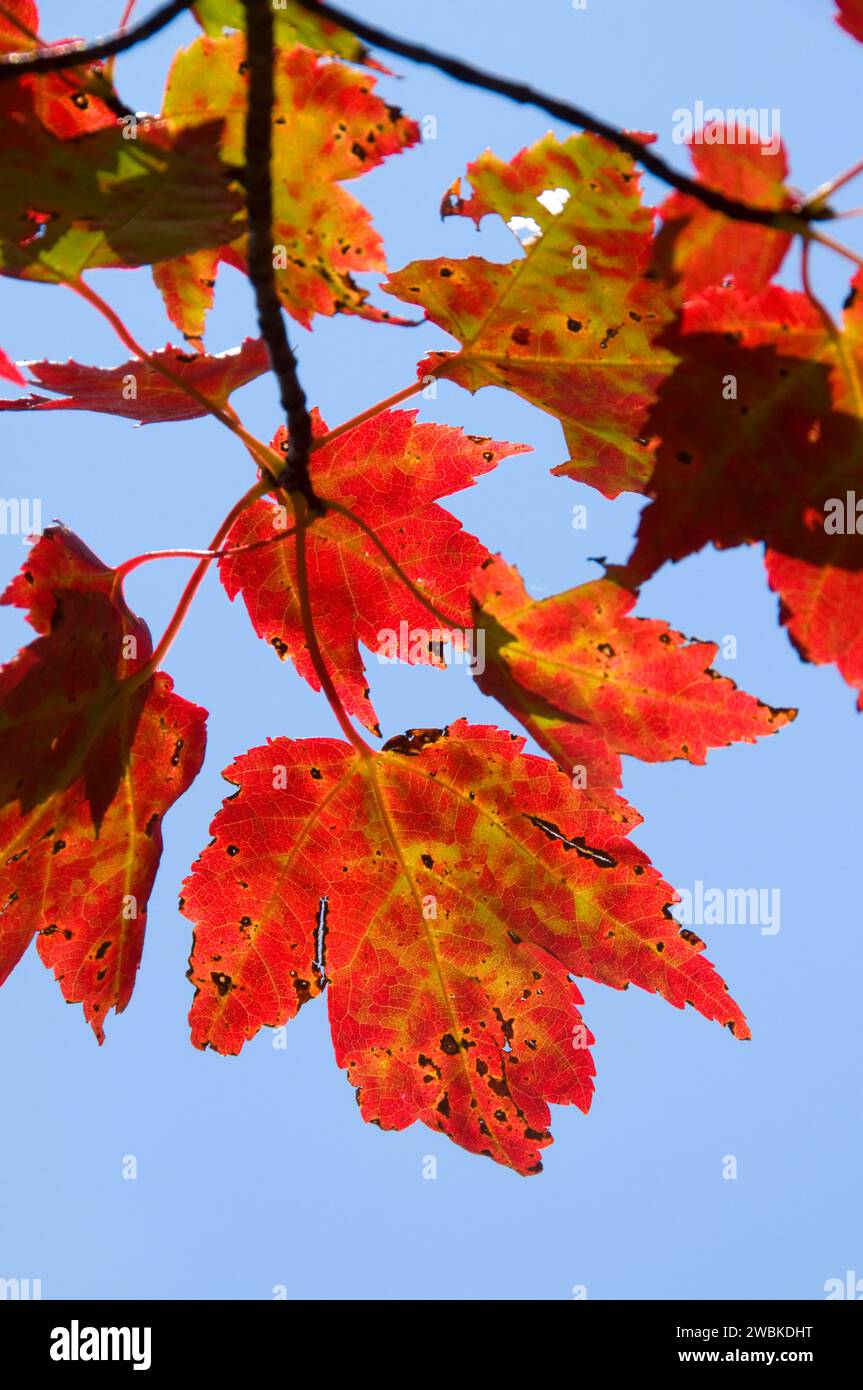 Autumn maple leaf limb, Acadia National Park, Maine Stock Photo - Alamy