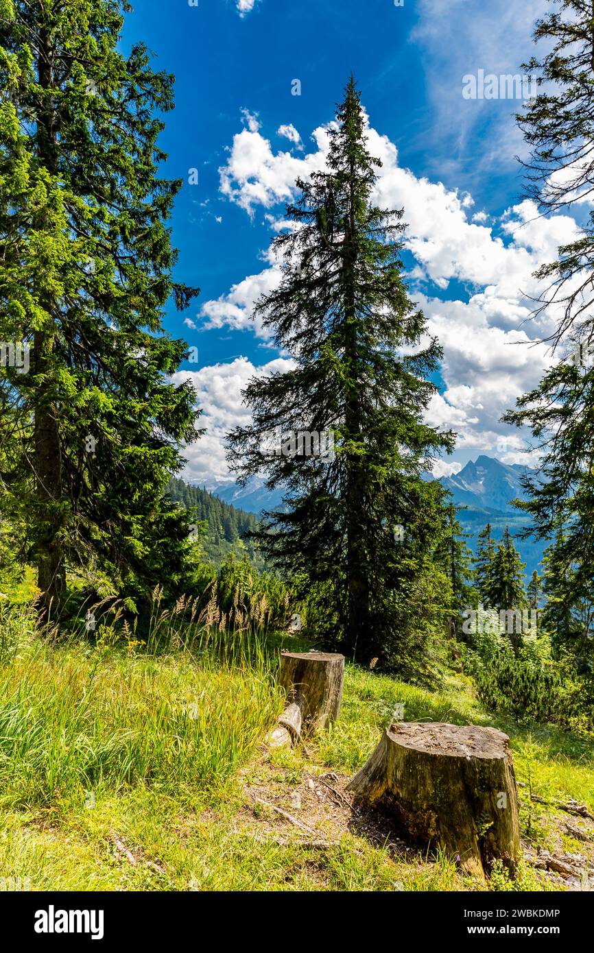 Tree trunk, hiking trail at the Predigstuhl, Lattengebirge, Bad ...