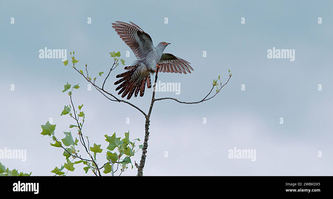 Common Cuckoo, cuculus canorus, Adult in Flight, Landing on Branch ...