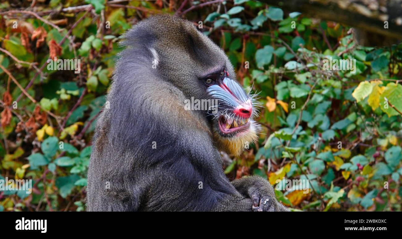 Mandrill, mandrillus sphinx, Portrait of Male Stock Photo - Alamy