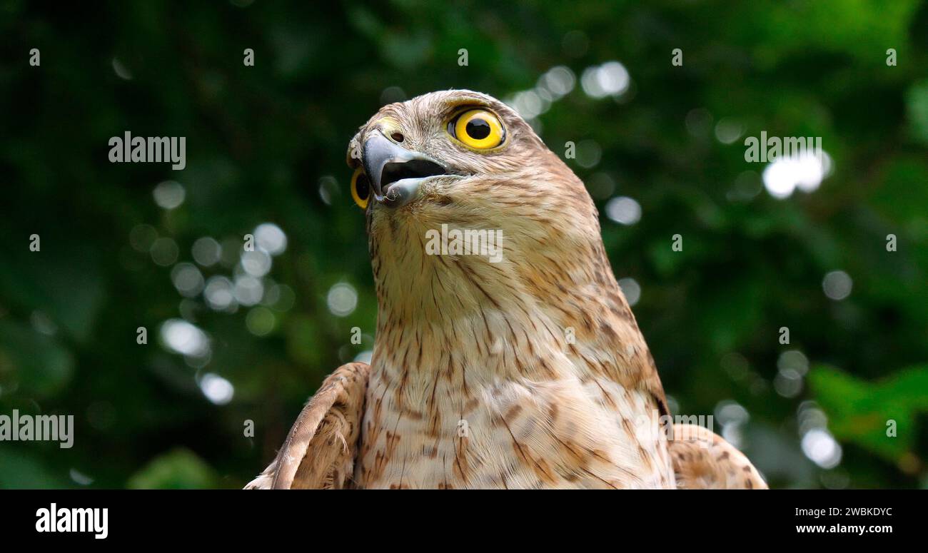Sparrowhawk feather hi-res stock photography and images - Alamy