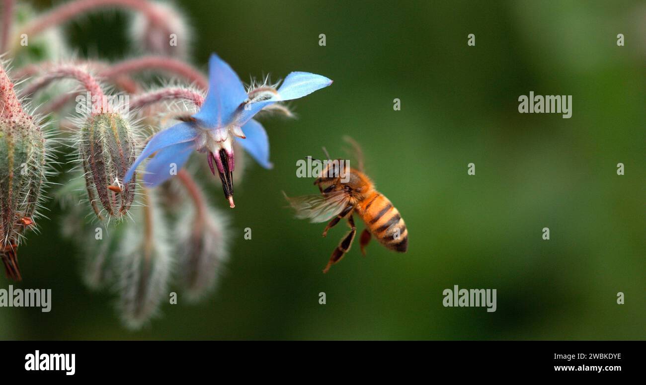 European Honey Bee, apis mellifera, Bee foraging a borage Flower ...