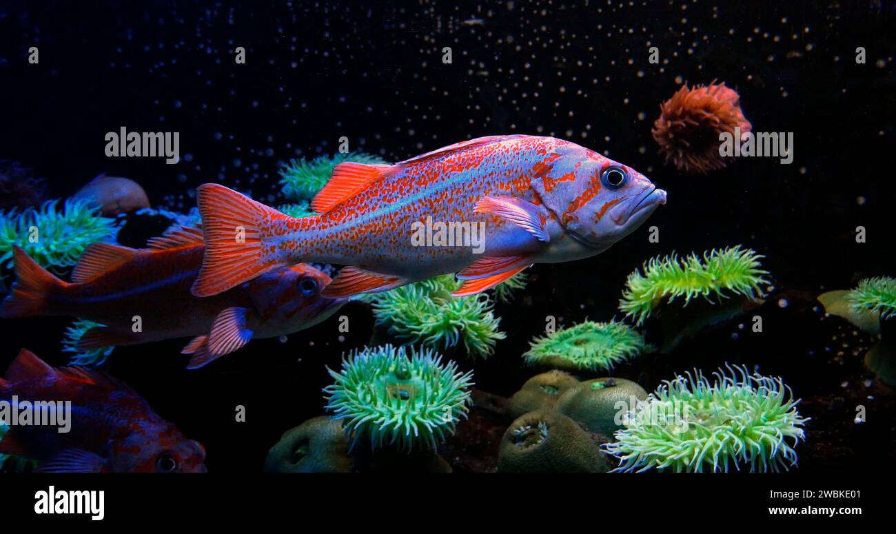 Sebastes pinniger canary rockfish hi-res stock photography and images ...